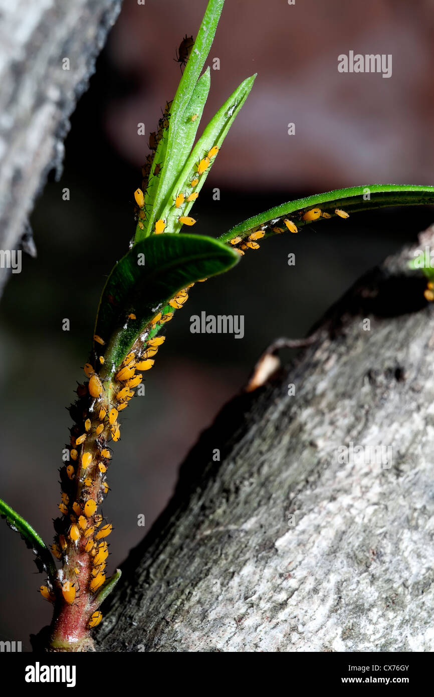 pest of oleander (Tetranychus urticae Stock Photo - Alamy
