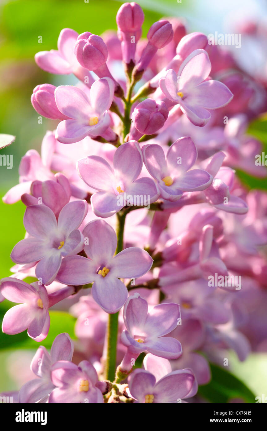 Flower Lillà, Syringa Vulgaris Stock Photo - Alamy