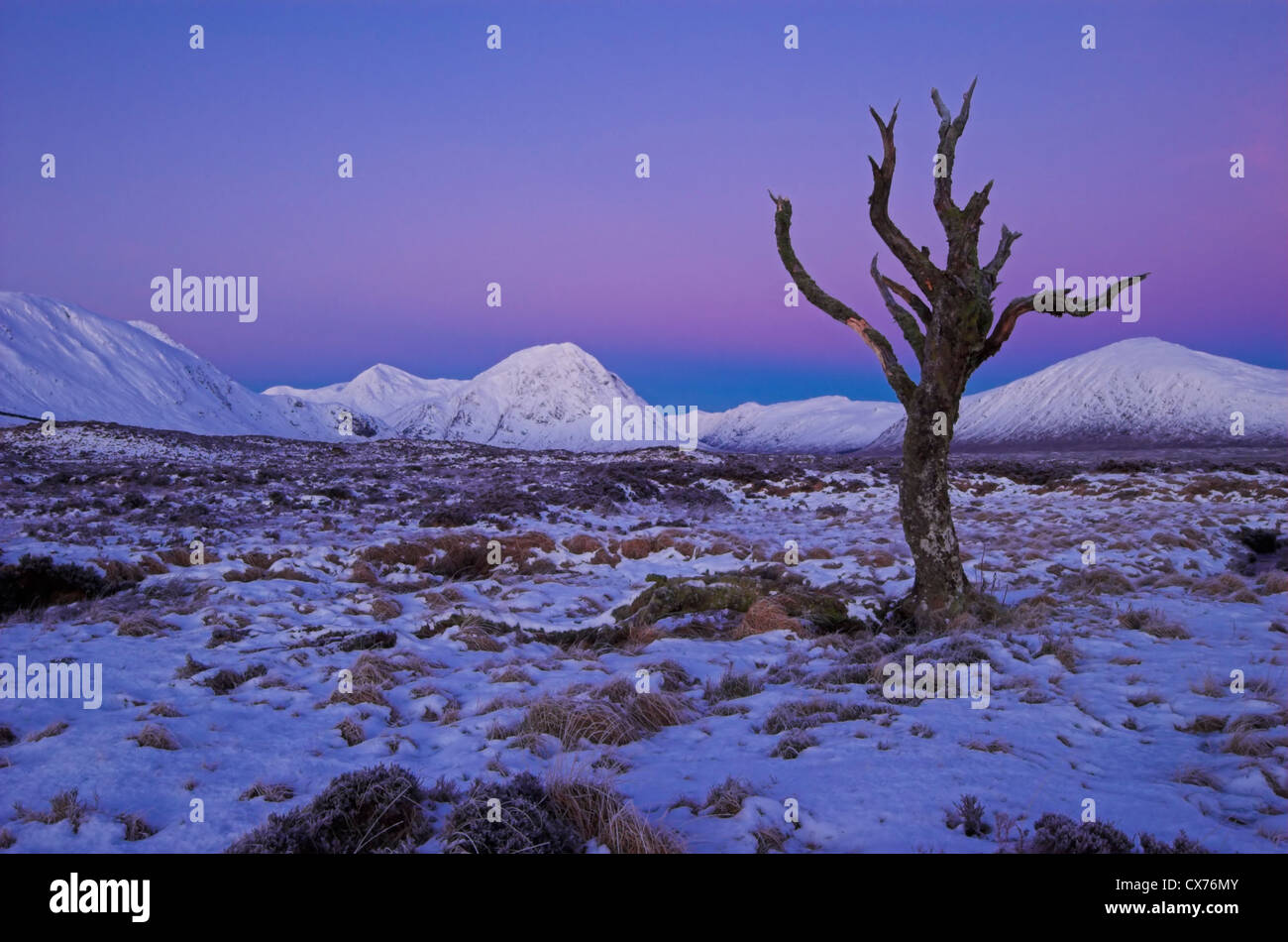 Dead tree of Rannoch Moor with the mountain of Buachalle Etive Mor ...
