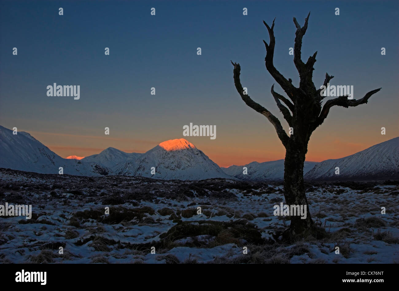 Dead tree of Rannoch Moor with the mountain of Buachalle Etive Mor ...