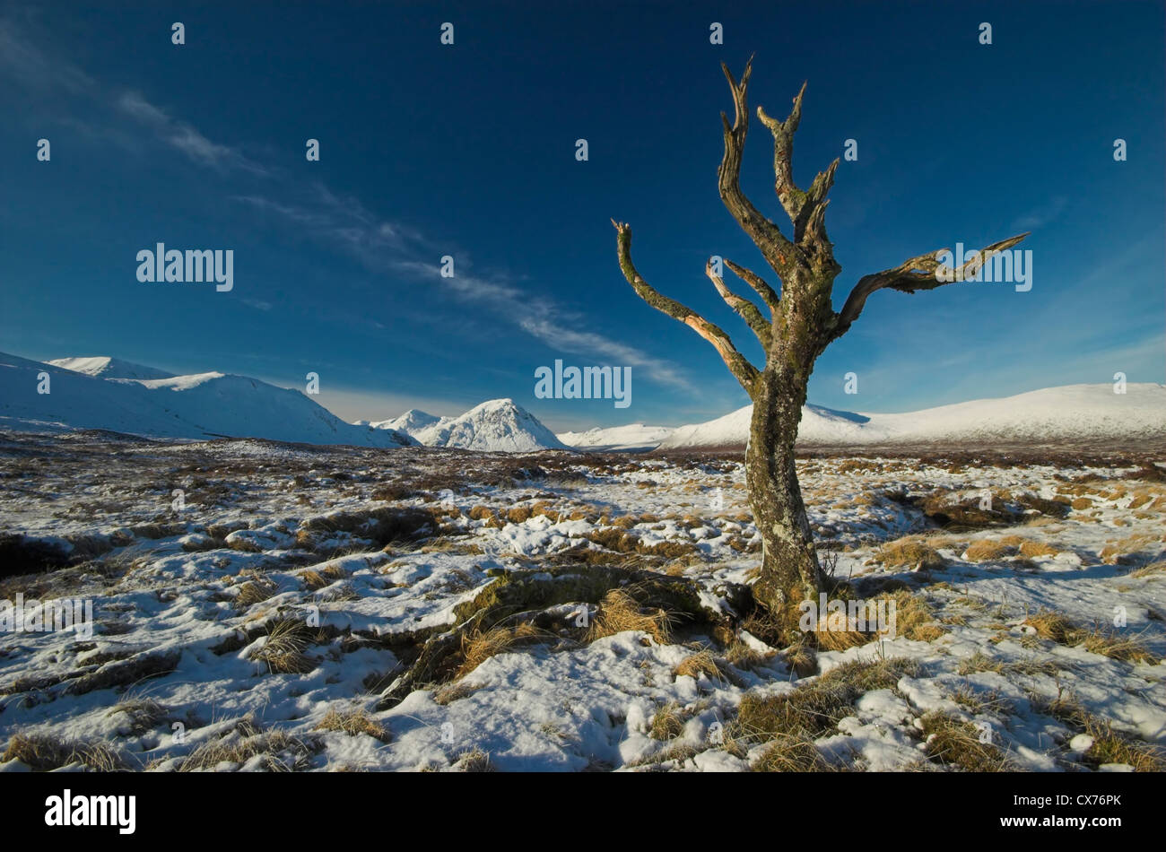 Dead tree of Buachalle Etive Mor, west coast of Scotland Stock Photo ...
