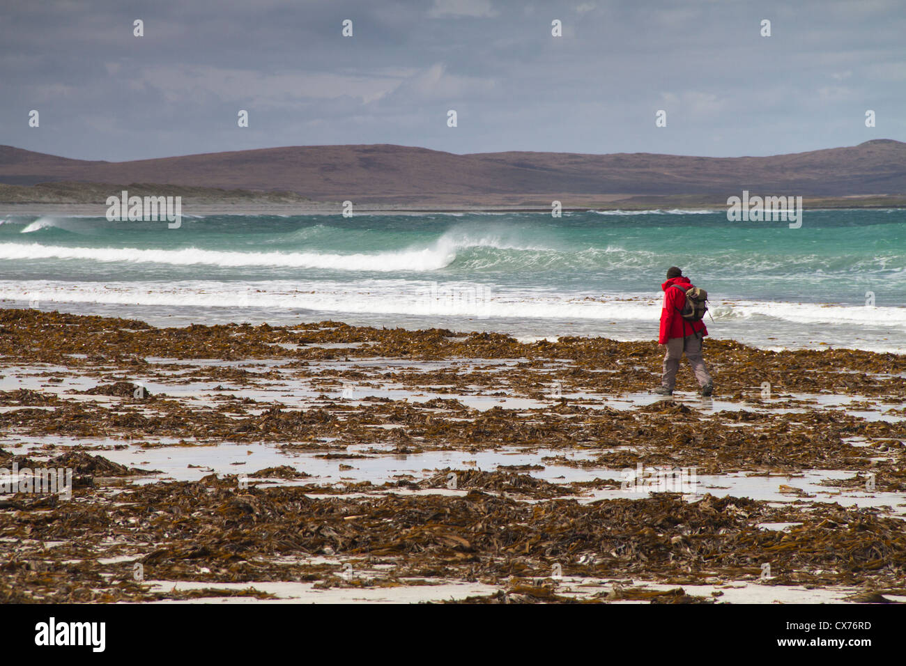 Man walking along Solas beach on North Uist, Scotland. The beach has a ...