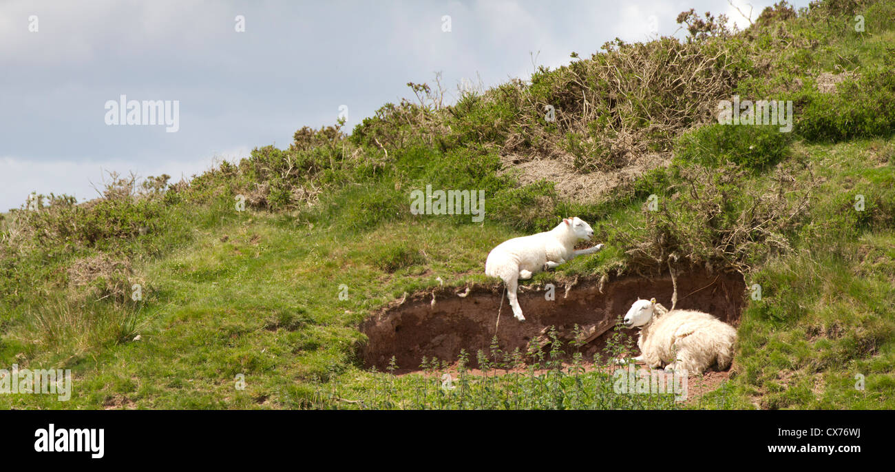 Two sheep relaxing Stock Photo - Alamy