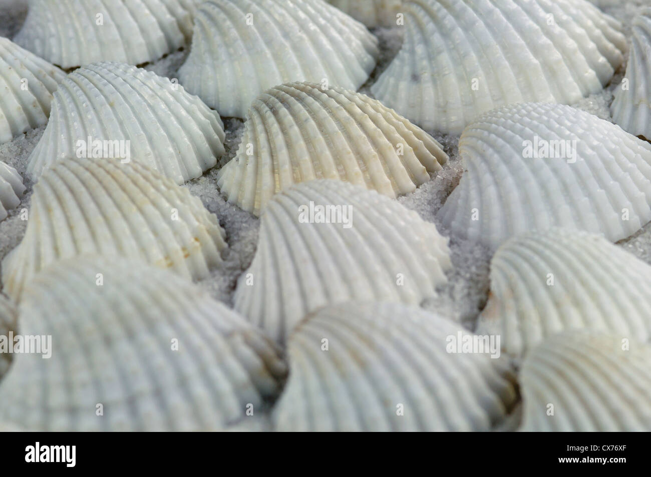 Shells on Sand, Close-up Stock Photo - Alamy
