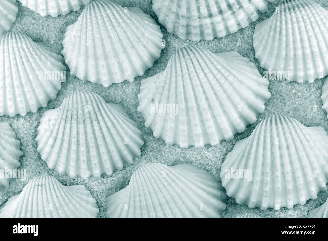 Close up sand and shells hi-res stock photography and images - Alamy