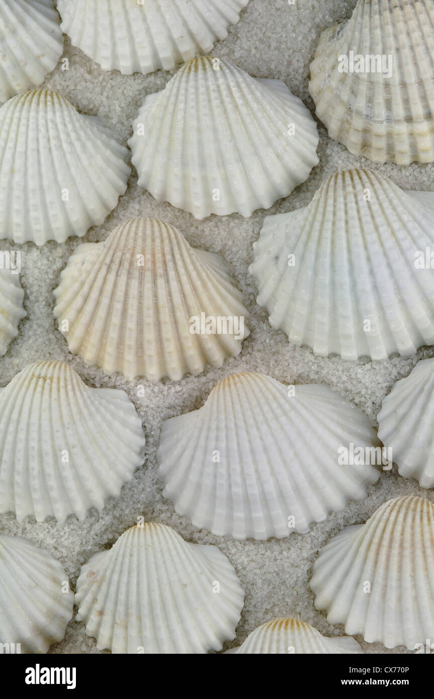 Shells on Sand, Close-up Stock Photo - Alamy