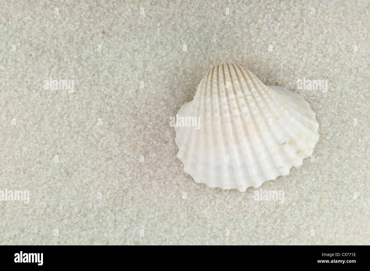 Shells on Sand, Close-up Stock Photo - Alamy