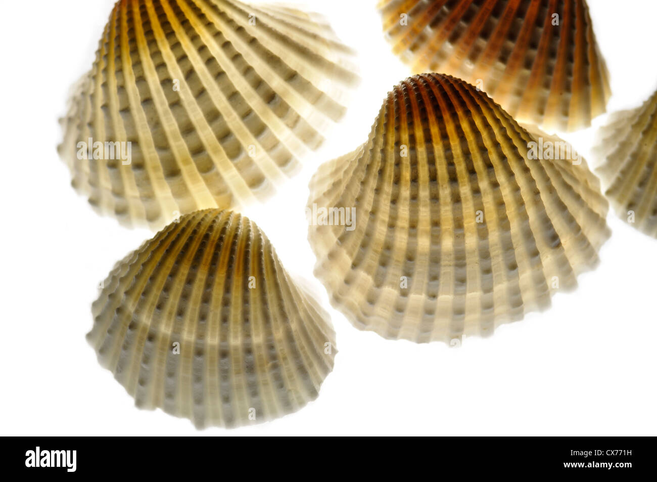 Shells close up hi-res stock photography and images - Alamy