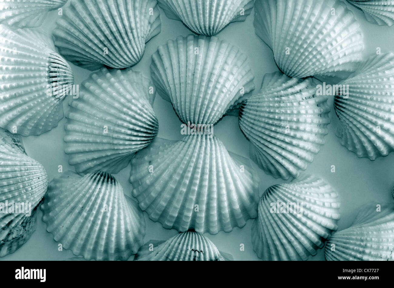 Shells close up hi-res stock photography and images - Alamy