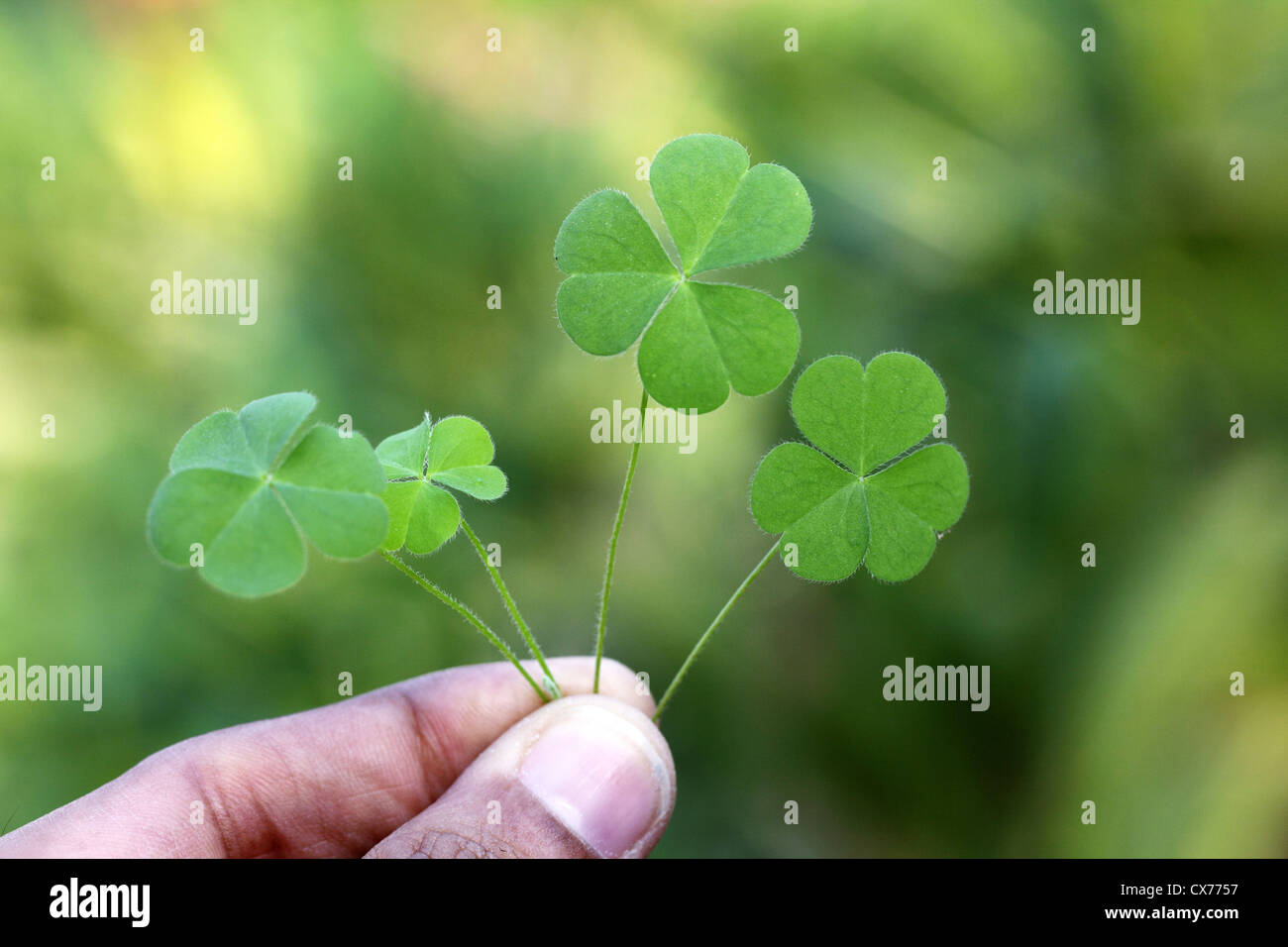 Three leaf clovers for backgrounds Stock Photo - Alamy