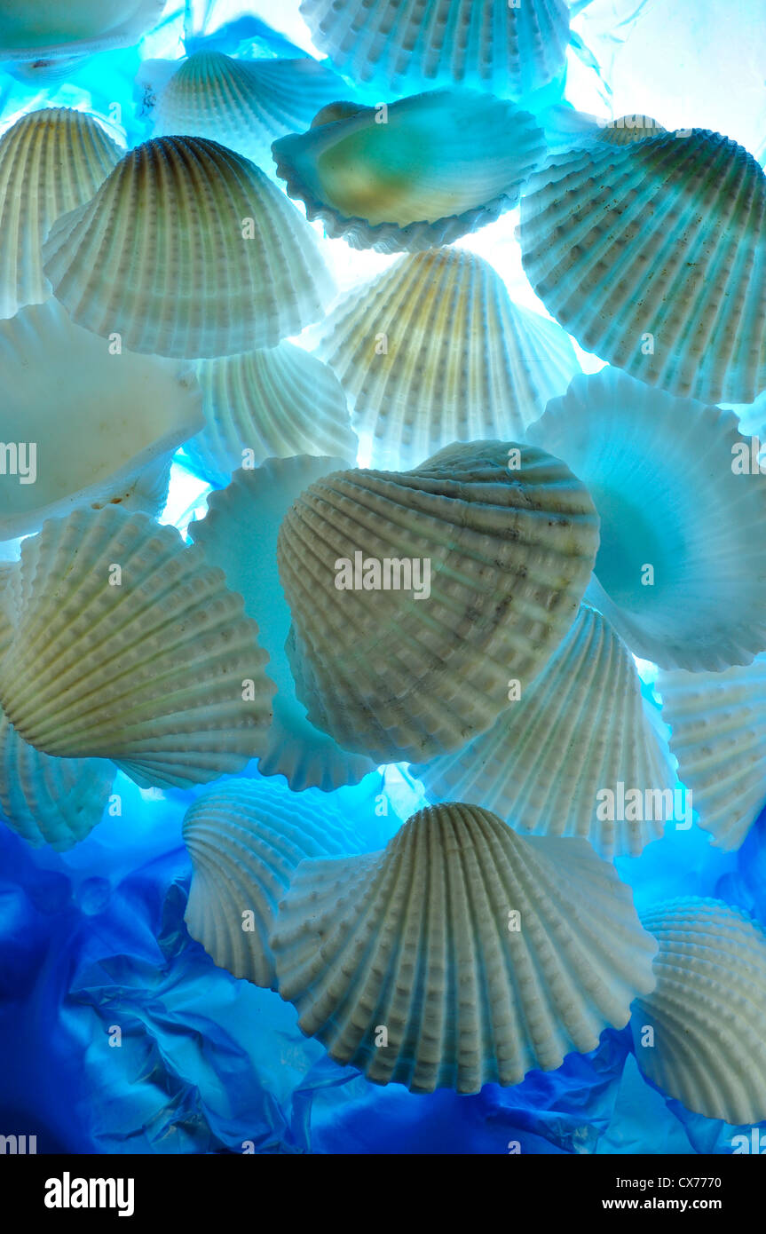 Abundance Of Shells High Resolution Stock Photography and Images - Alamy