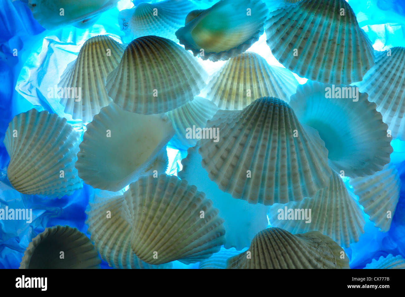 Abundance of shells hi-res stock photography and images - Alamy