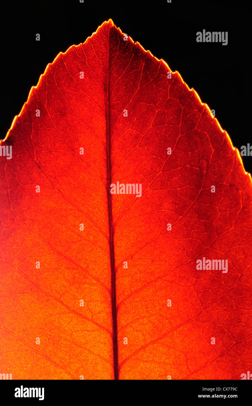 Leaf Close up Stock Photo - Alamy