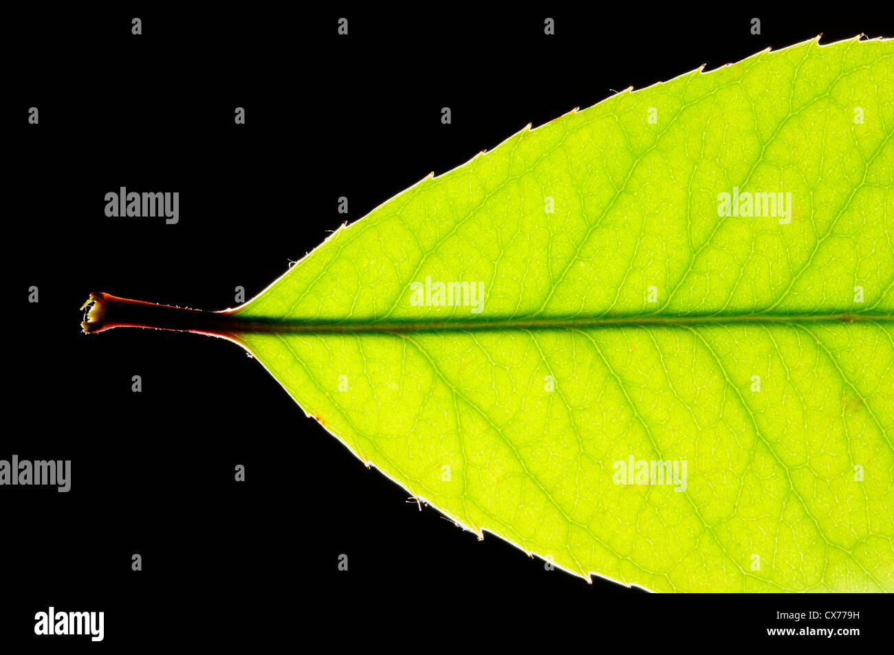 Leaf Close up Stock Photo - Alamy