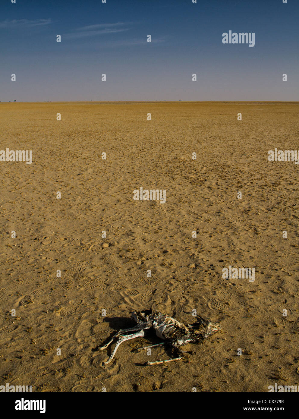 skeleton, desert, flat horizon Stock Photo - Alamy