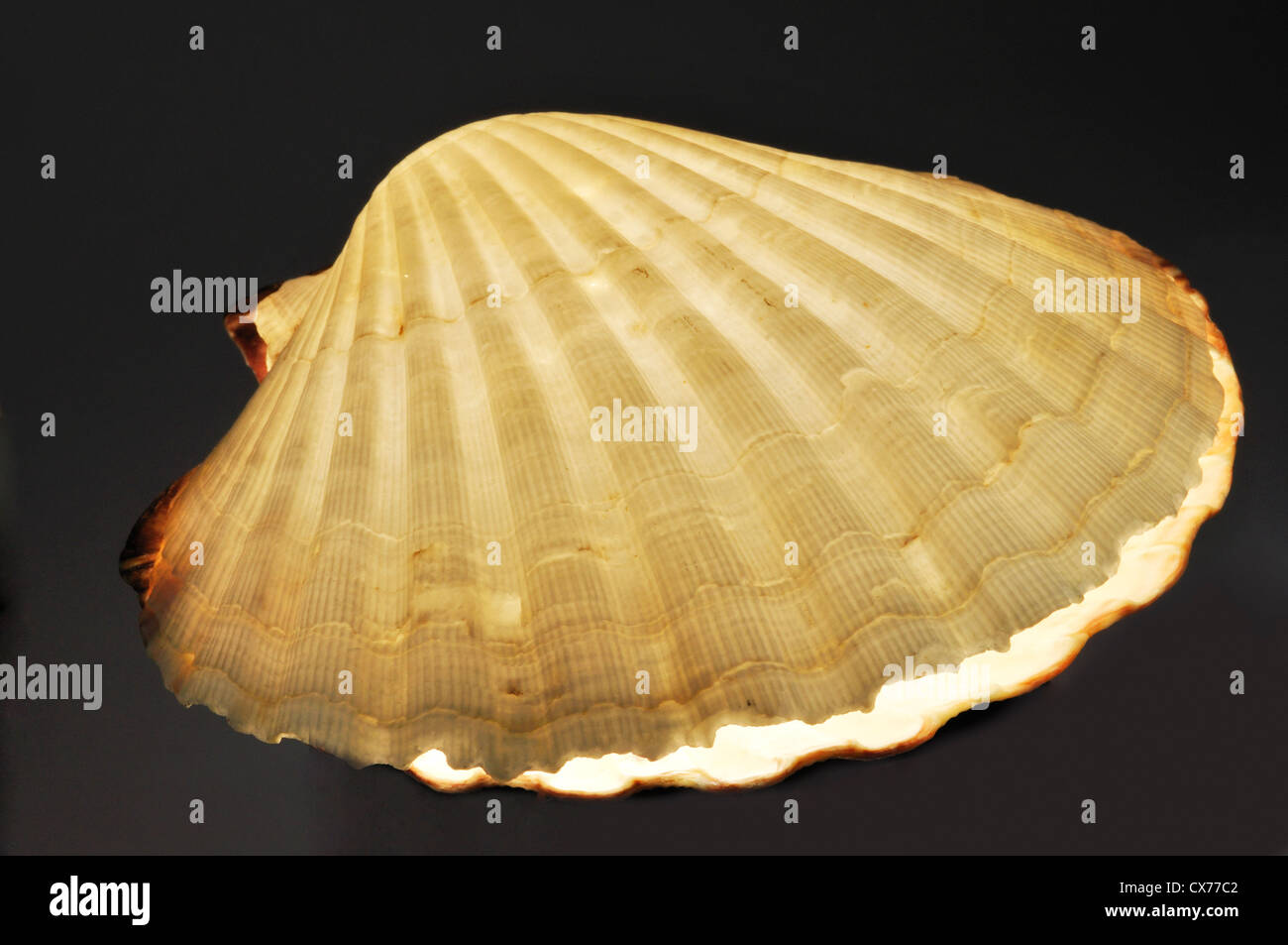 Scallop Shells, Close-up Stock Photo - Alamy