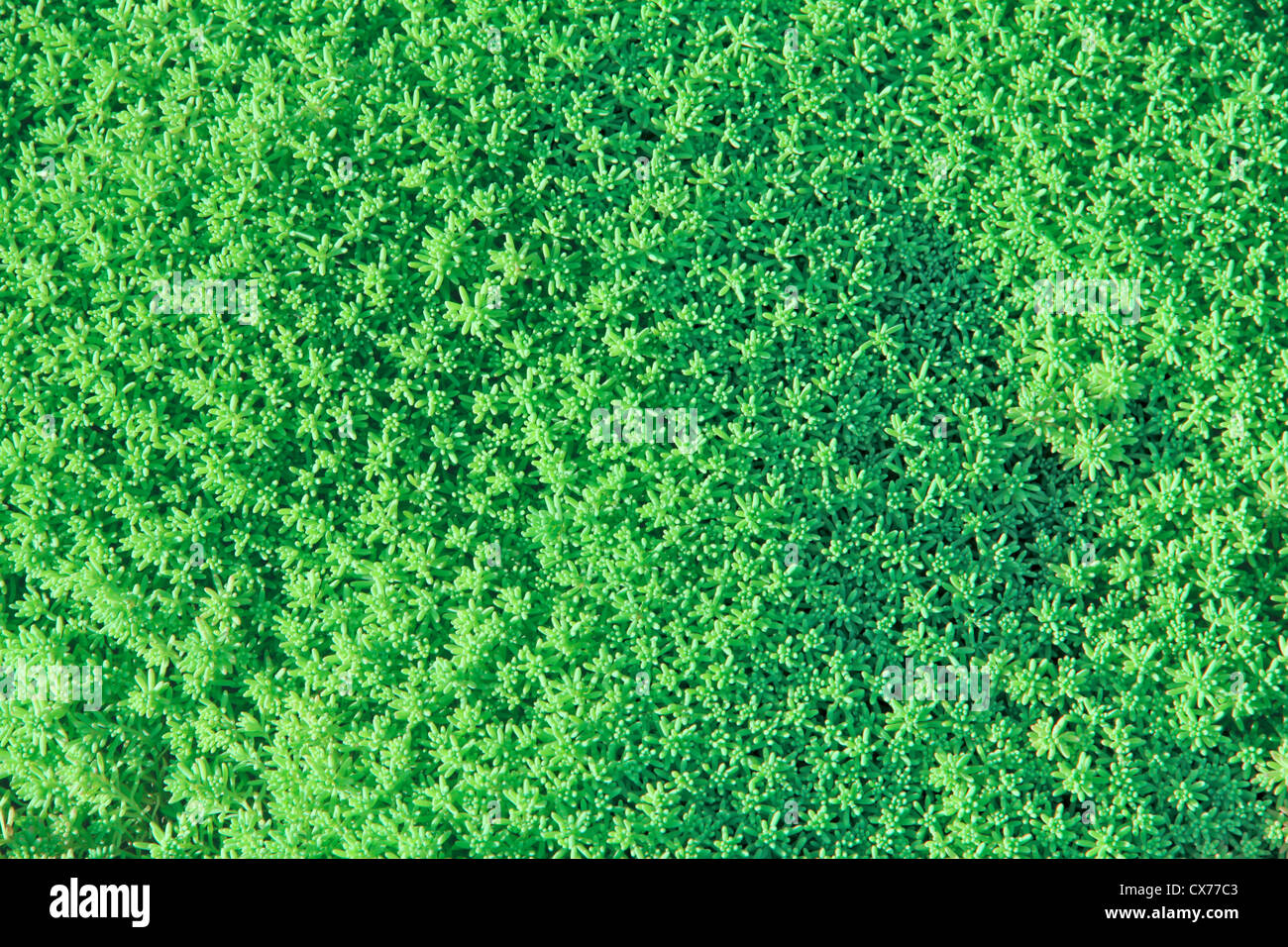 Natural short grass macro Stock Photo - Alamy