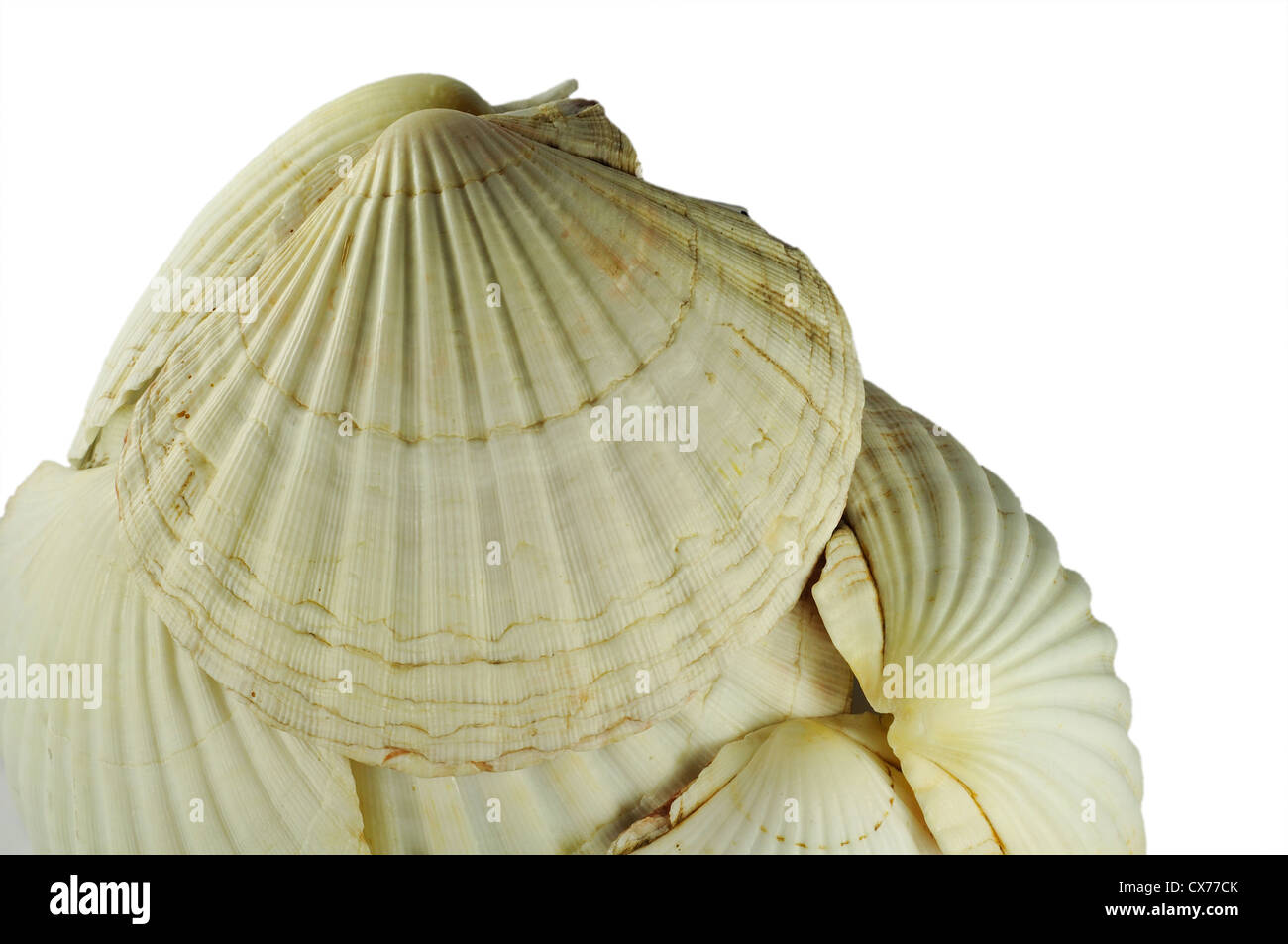Scallop Shells, Close-up Stock Photo - Alamy
