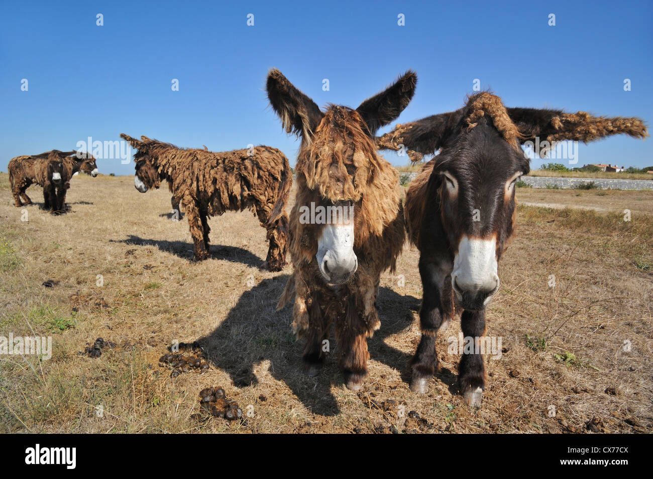 Poitou donkey / Poitevin donkeys / baudet de Poitou with shaggy coat in ...