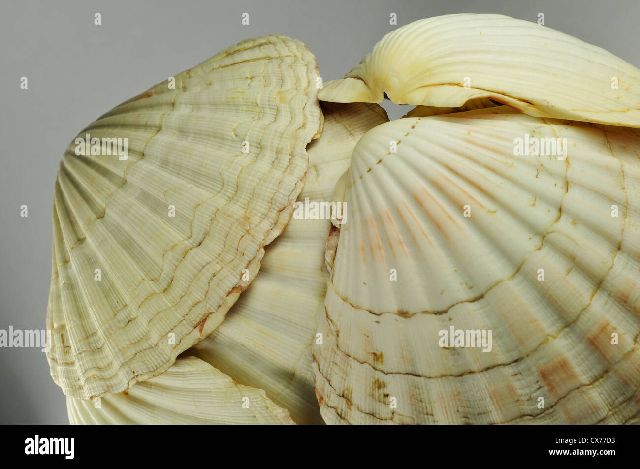 Scallop Shells, Close-up Stock Photo - Alamy