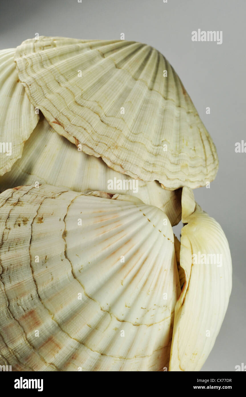 Scallop Shells, Close-up Stock Photo - Alamy