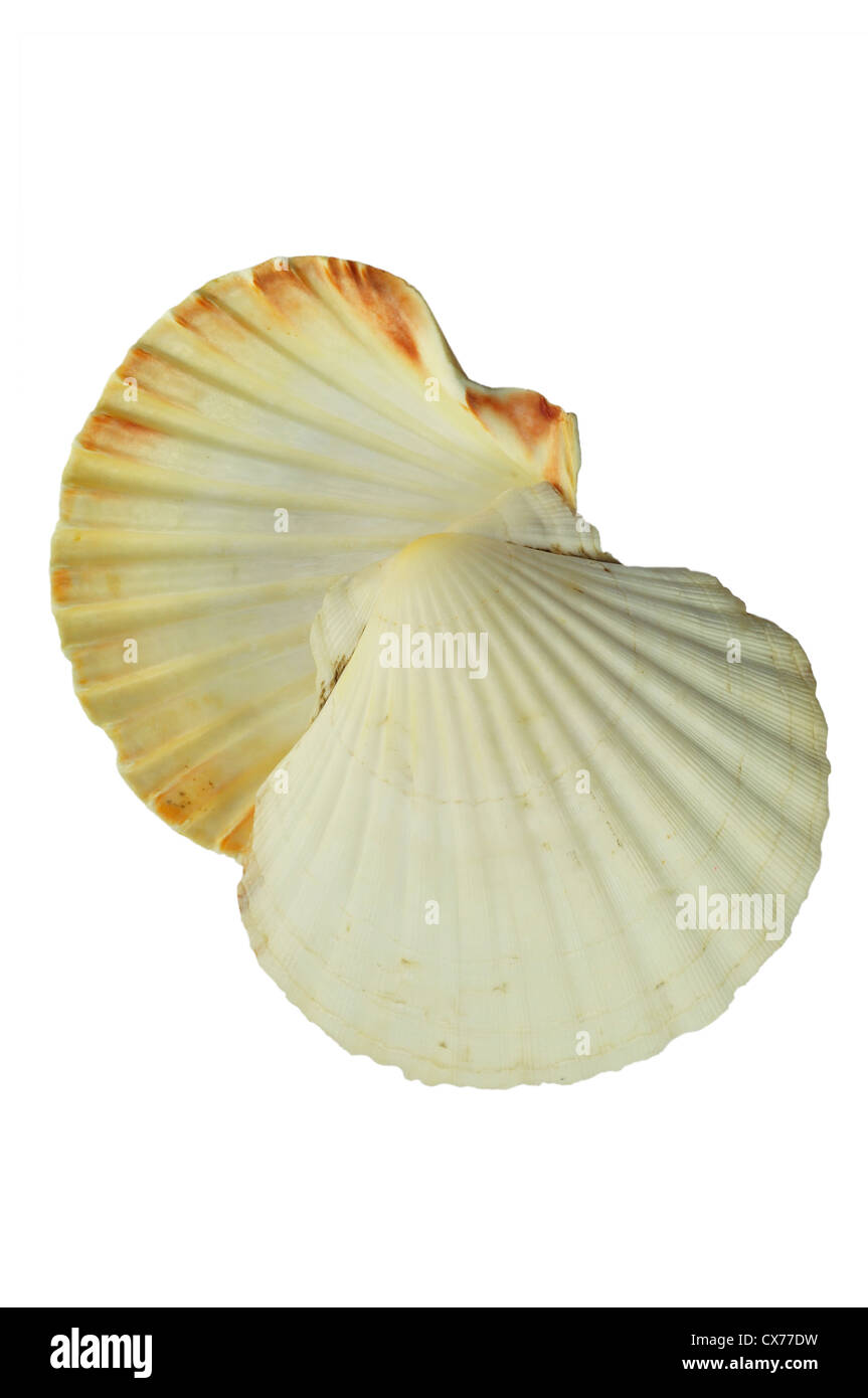 Scallop Shells, White Background Stock Photo - Alamy