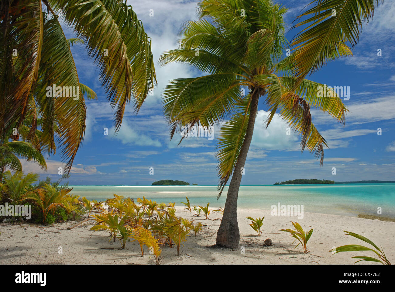 Coconut palms trees and white sand beach and blue sky, Tapuaetai island ...
