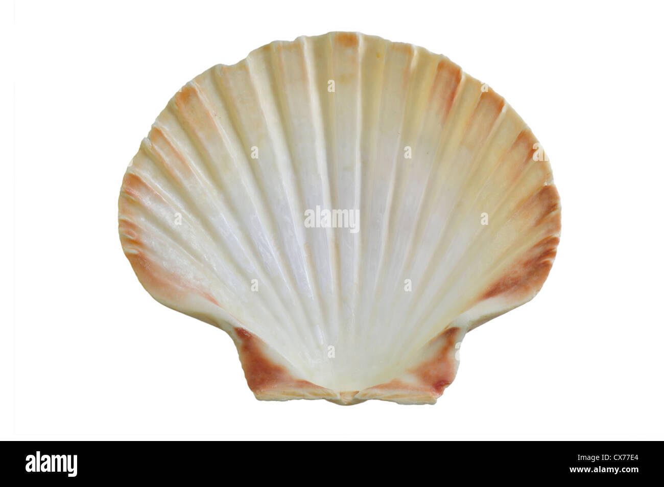 Scallop Shells, White Background Stock Photo - Alamy