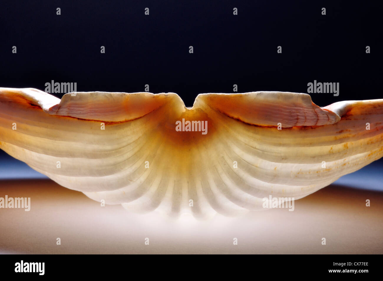 Scallop Shells, Close-up Stock Photo - Alamy
