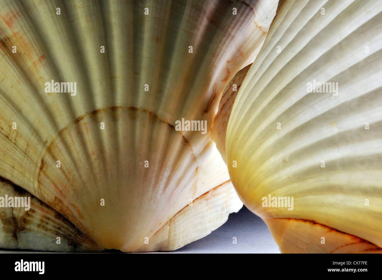 Scallop Shells Close Up High Resolution Stock Photography and Images ...