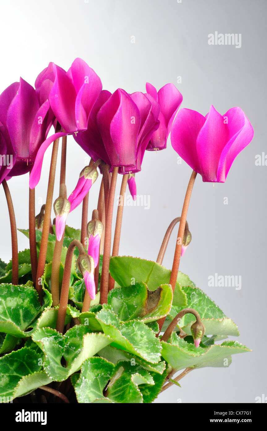 Pink Cyclamen blossoms Stock Photo - Alamy
