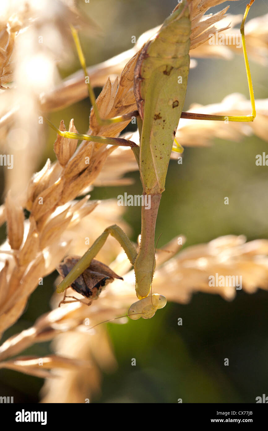 Praying / preying mantis eating a squash bug Stock Photo - Alamy