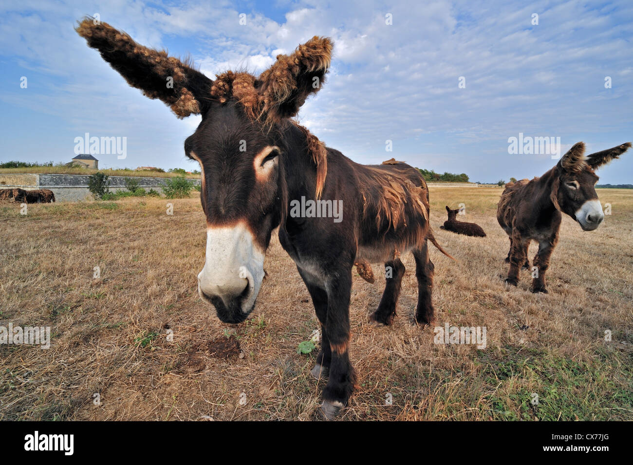 Poitou donkey / Poitevin donkeys / baudet de Poitou with shaggy coat in ...
