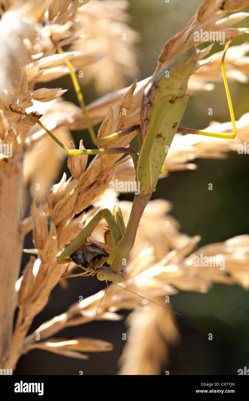 Praying / preying mantis eating a squash bug Stock Photo - Alamy