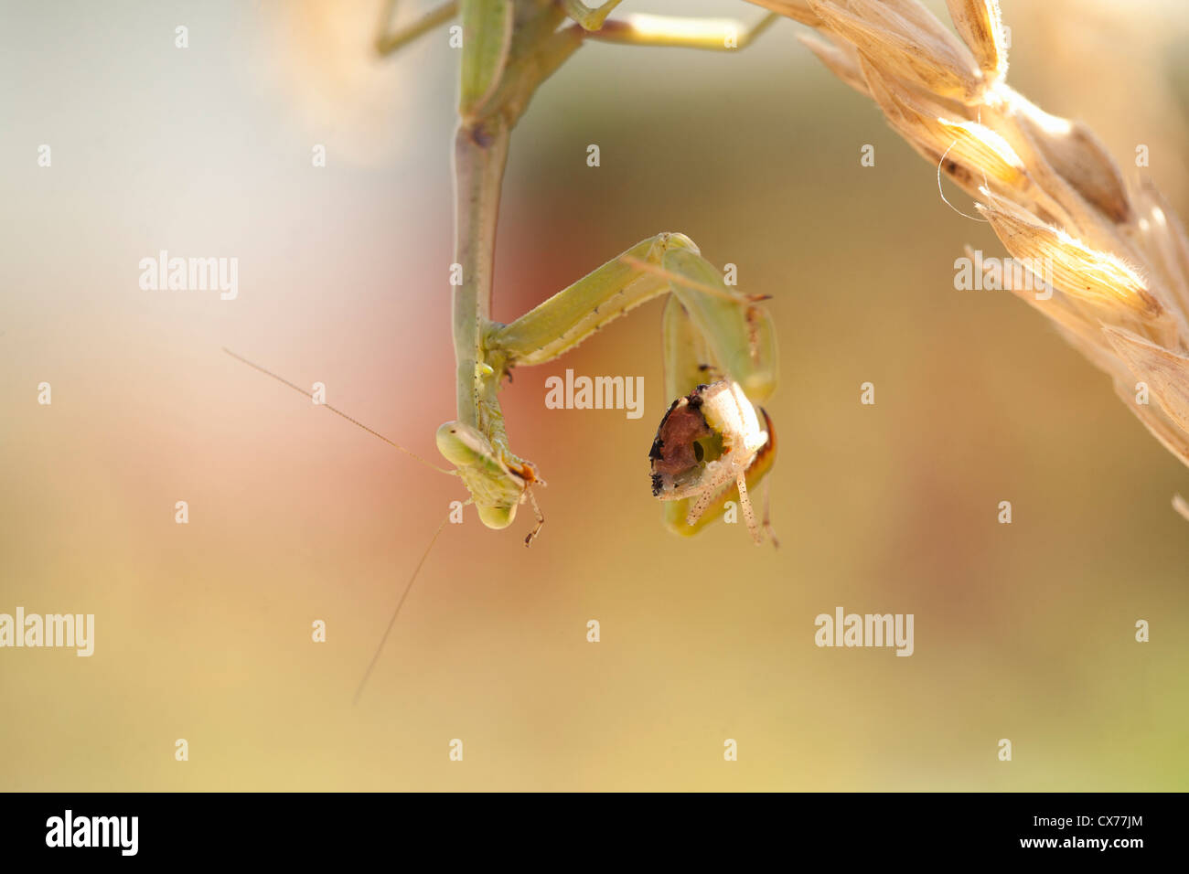 Praying / preying mantis eating a squash bug Stock Photo - Alamy