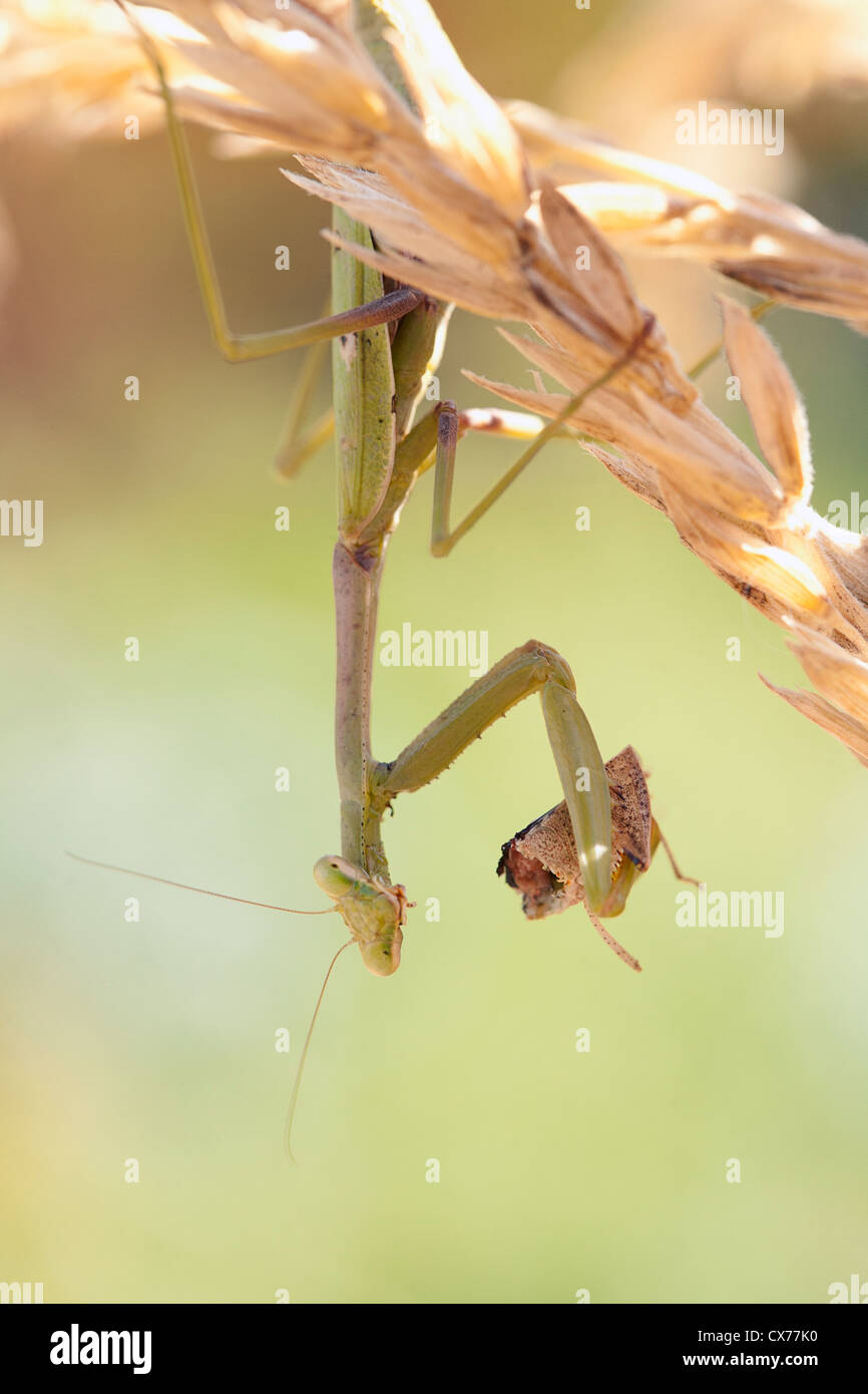 Praying / preying mantis eating a squash bug Stock Photo - Alamy