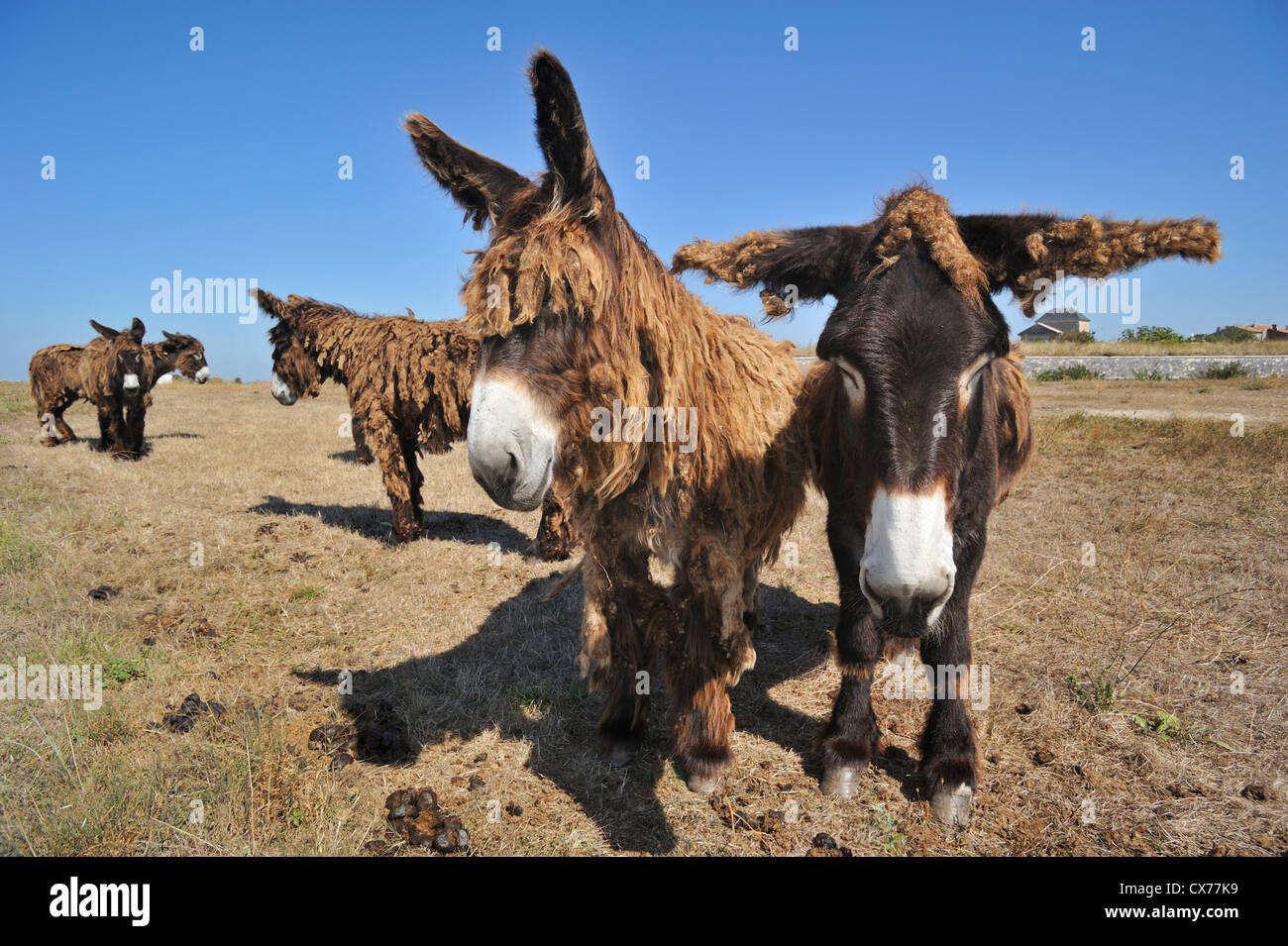 Poitou donkey / Poitevin donkeys / baudet de Poitou with shaggy coat in ...