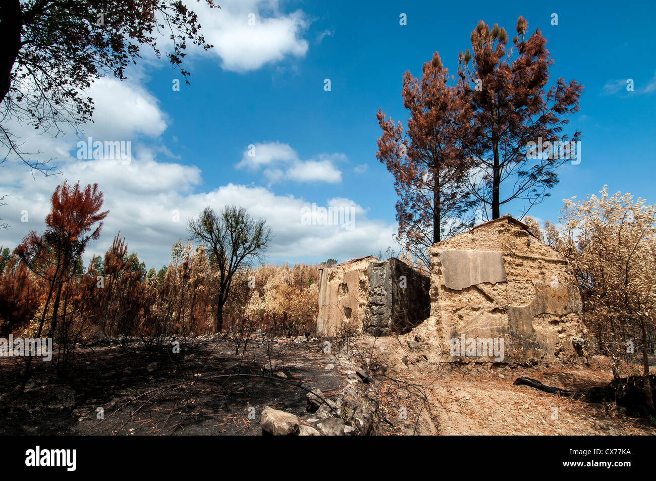 Forest in portugal after fire hi-res stock photography and images - Alamy