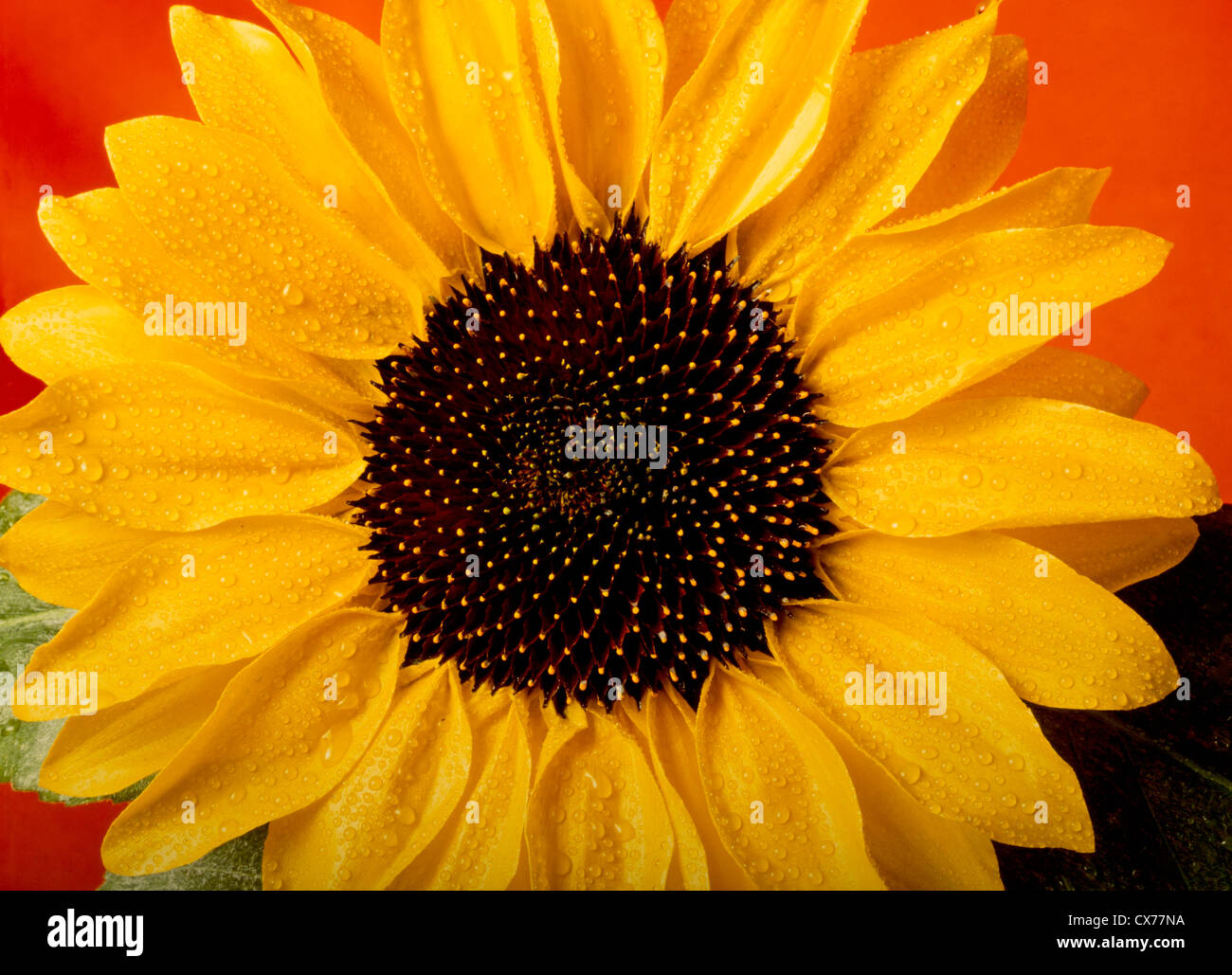 Sunflower horizontal hi-res stock photography and images - Alamy