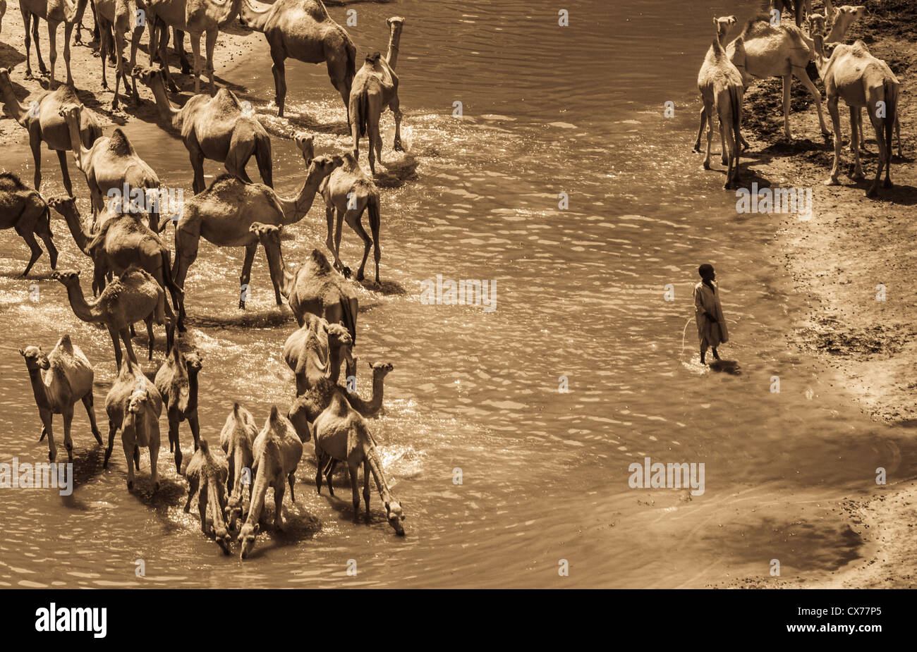 Camels at Waterhole Ennedi Mountains Chad Stock Photo - Alamy