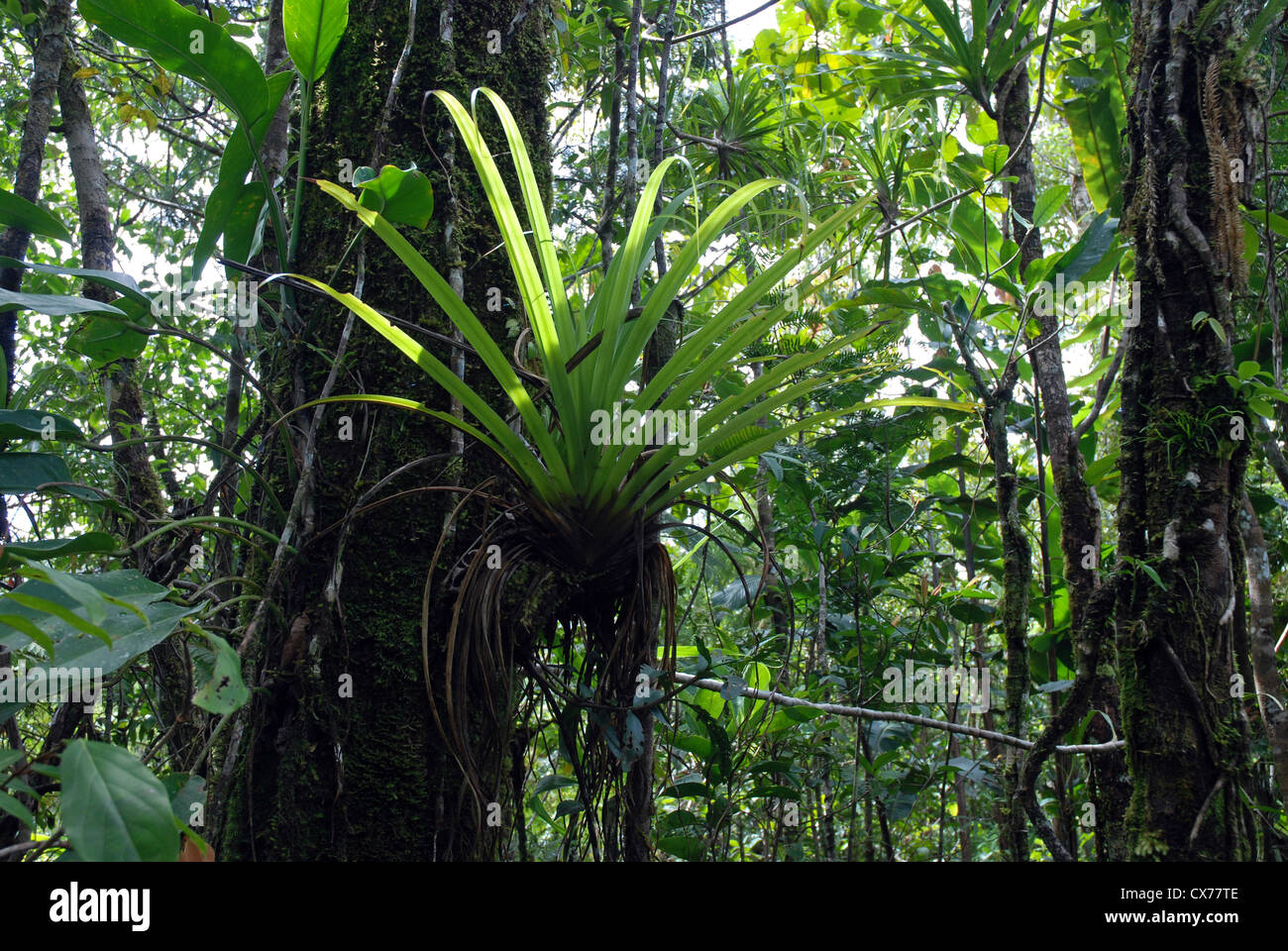 Trees and epiphytes, Waisali rainforest reserve, Vanua levu, Fiji Stock ...