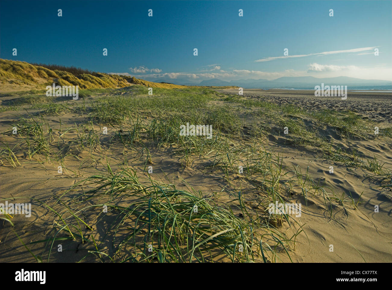 Newborough Beach sand dunes, Anglesey, North Wales Stock Photo - Alamy