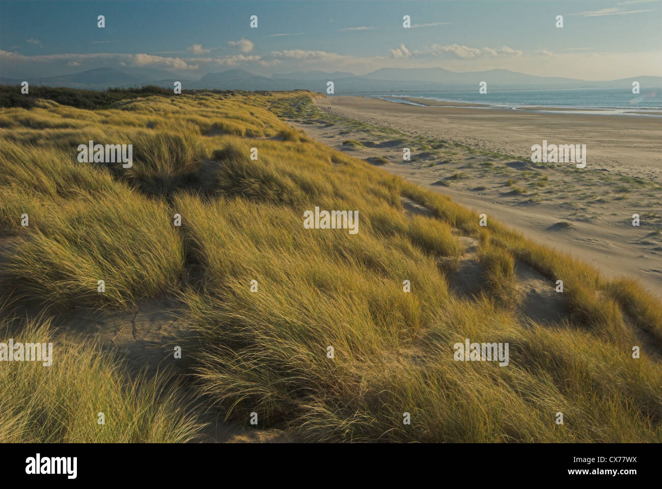 Newborough Beach sand dunes, Anglesey, North Wales Stock Photo - Alamy