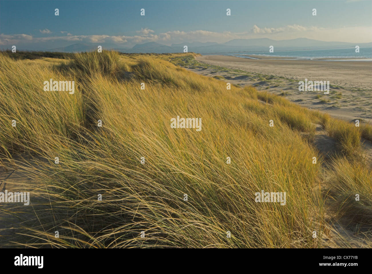 Newborough Beach sand dunes, Anglesey, North Wales Stock Photo - Alamy