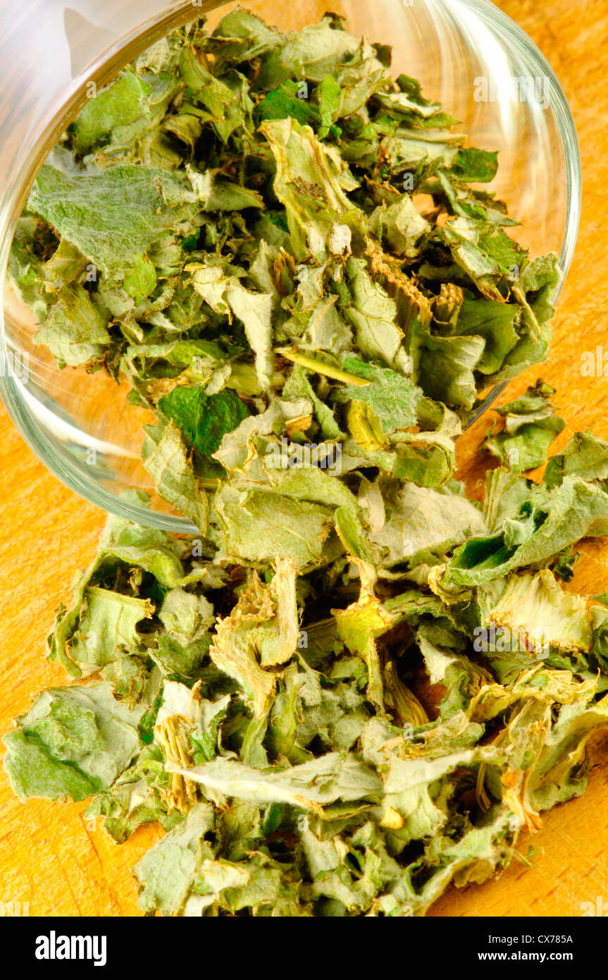 Dried leaves of the Medicinal plant Artichoke, Cynaria scolymus Stock ...