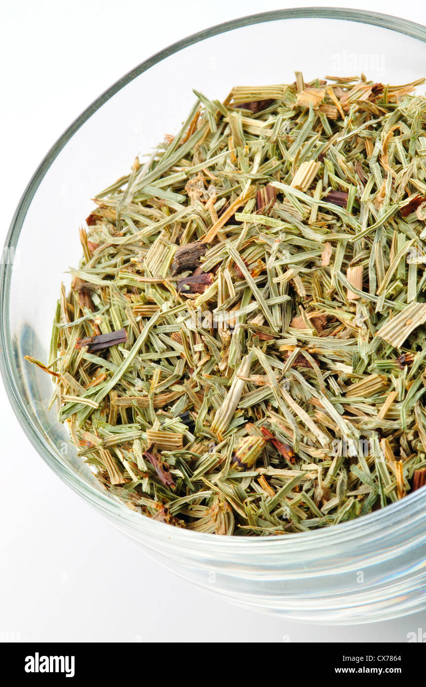 Field Horsetail Equisetum Arvense, Dried Sprouts Stock Photo - Alamy