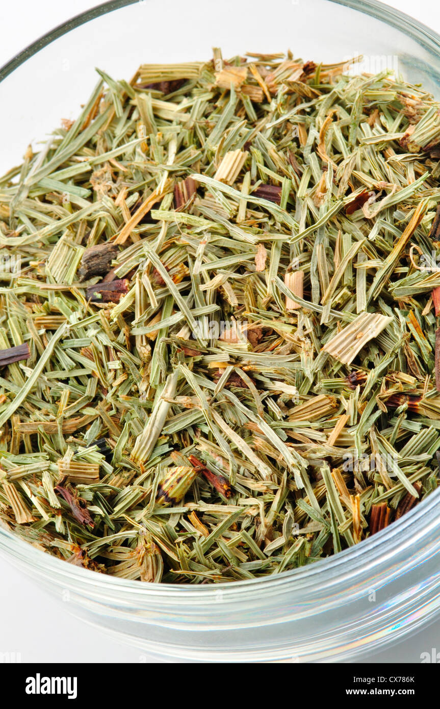 Field Horsetail Equisetum Arvense, Dried Sprouts Stock Photo - Alamy