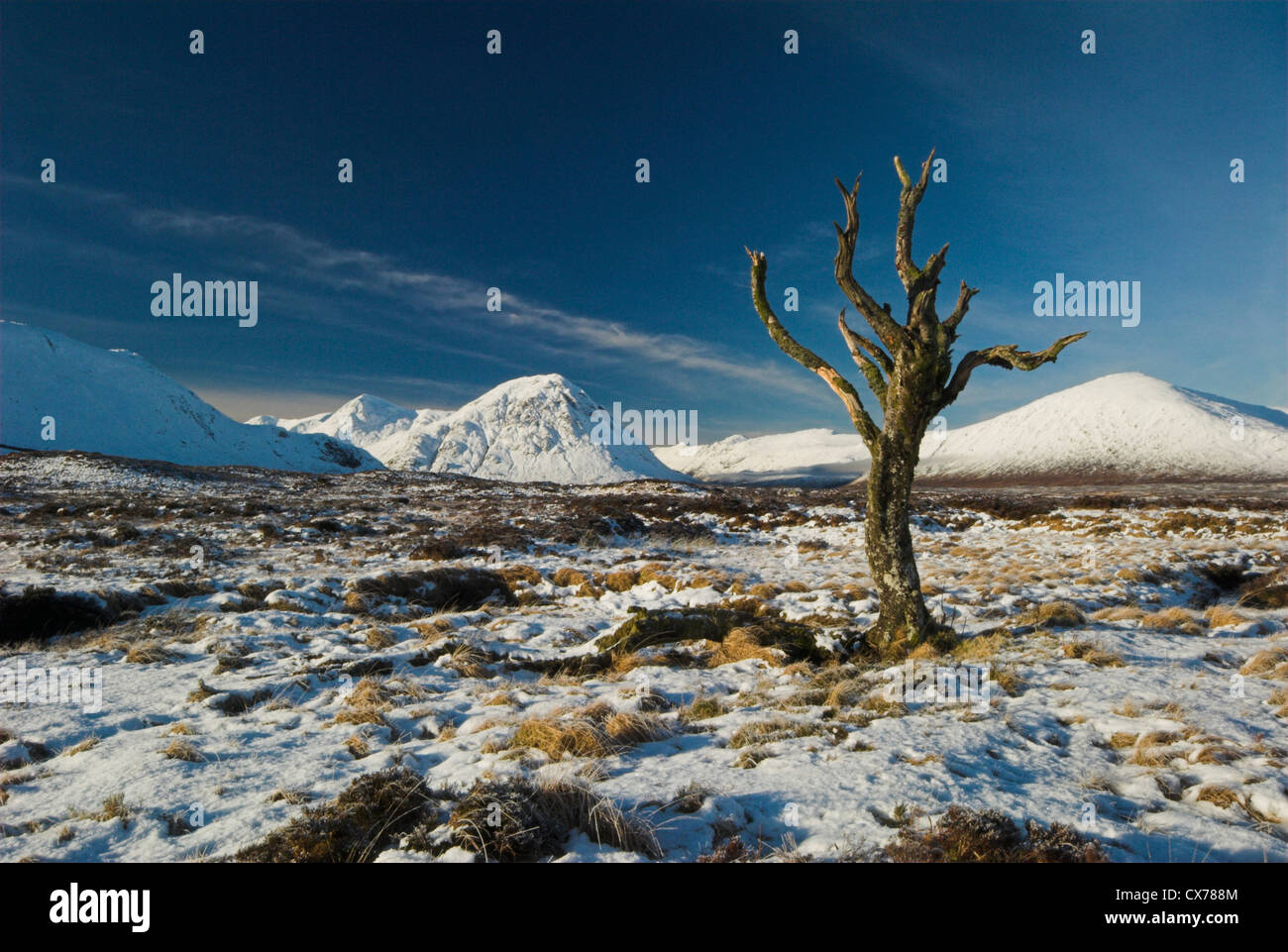 Dead tree Rannoch Moor with the mountain Buachalle Etive Mor, west ...