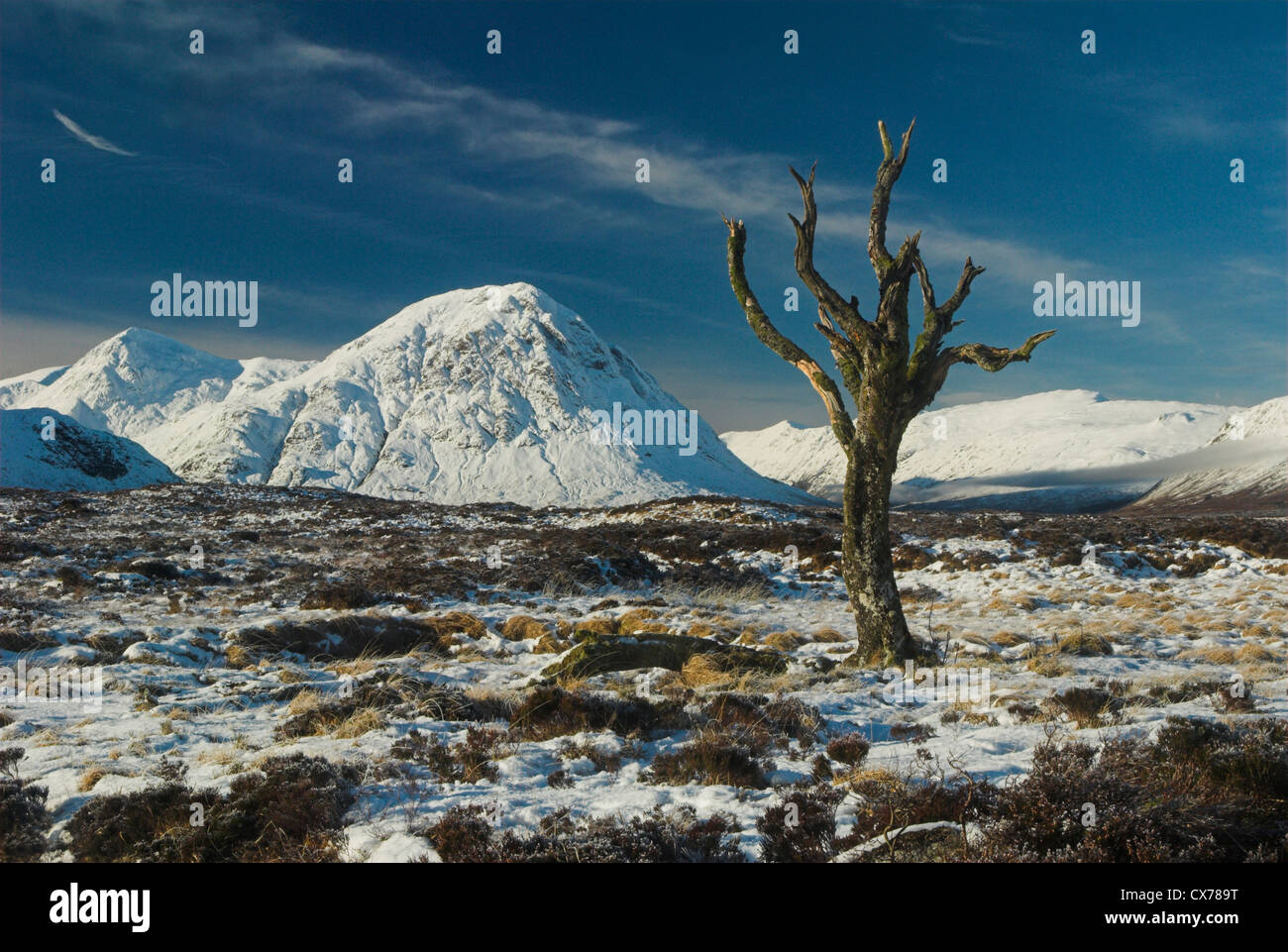 Dead tree Rannoch Moor with the mountain Buachalle Etive Mor, west ...