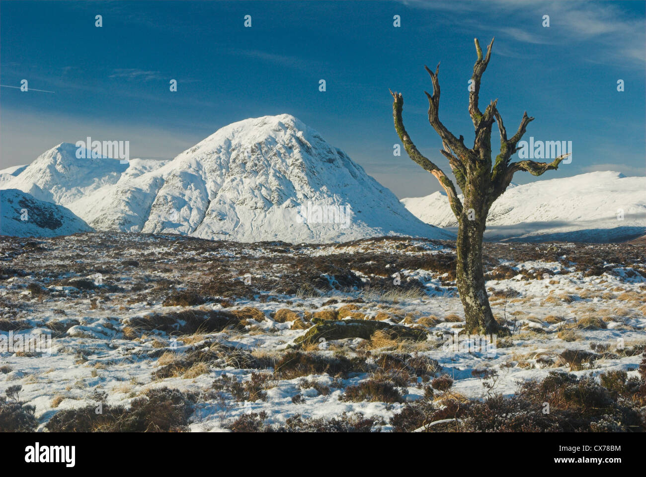 Dead tree of Buachalle Etive Mor, west coast of Scotland Stock Photo ...